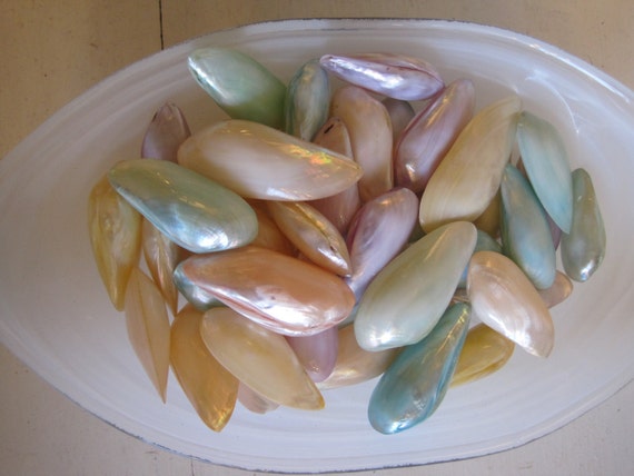 Craft Seashells Dyed Small Mussel Shells Seashell Supply 5 - Pearlized ...