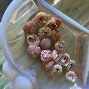 Pink Pearl Umbonium Shells (10 Pcs) - Large Pink Umboniums - Craft ...
