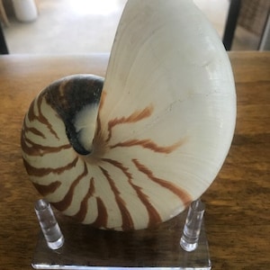 Beach Decor Seashell Stand - Large and Small Display Stands - Shell ...