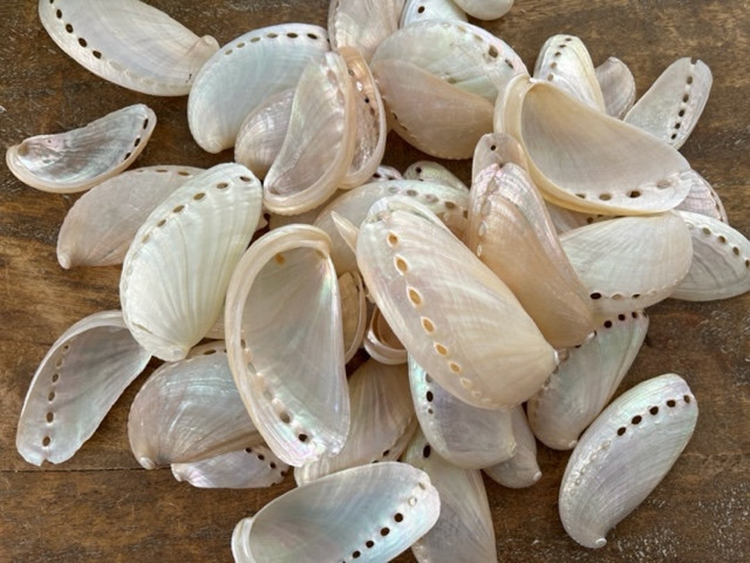 Beach Decor Creamy White Donkey Ear Abalone Seashells -bulk 10/25/50 ...