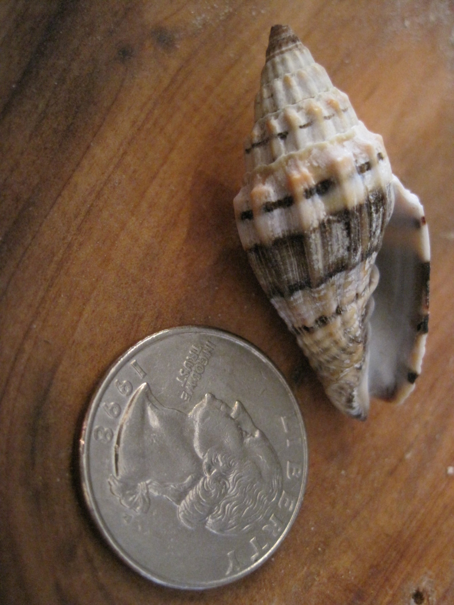 Giant Mitre Seashells 15 Shells Seashell Supply Craft - Etsy