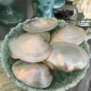 Beach Decor White Pearlized Clam Shell Halves (3 Pcs) - Polished Clam ...