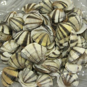 Clam Seashells - Mexican Sunset Striped Clam Shells (10) - Seashell ...