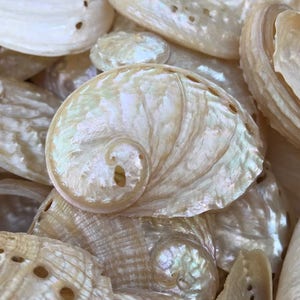 Imperfect Bulk Abalone Shells - Bulk Abalone Shells - Seashell Supply ...