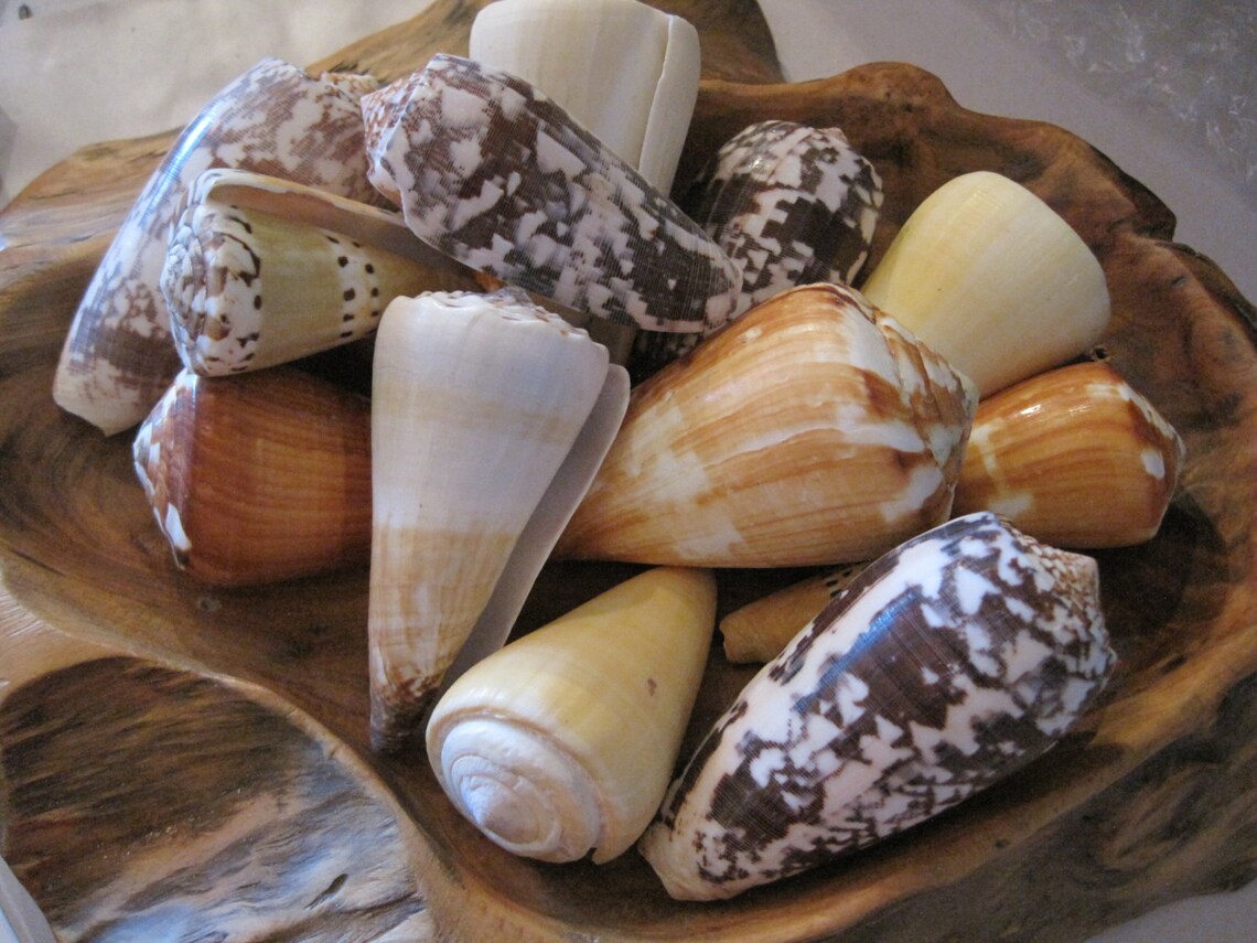 Cone Shells 6 Assorted Cone Shells Seashell Supply - Etsy