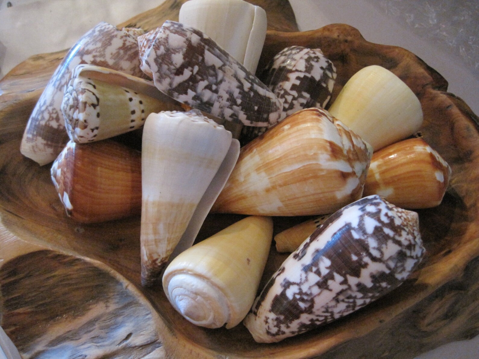 Cone Shells 6 Assorted Cone Shells Seashell Supply - Etsy