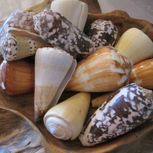 Cone Shells (6) - Assorted Cone Shells - Seashell Supply - Craft Shells ...