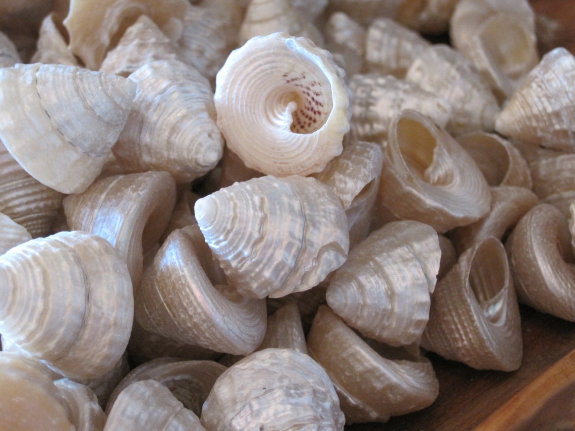 Beach Decor Pong Shells (25) - Seashell Supply - Beach Wedding - Craft ...