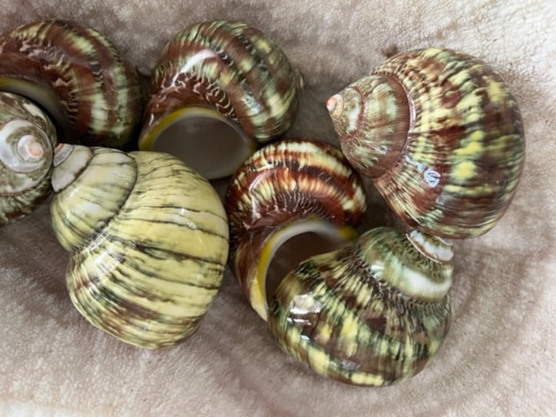 Beach Decor Brown and Green Turbo Petholatus Shells (3 PC) - New Colors ...