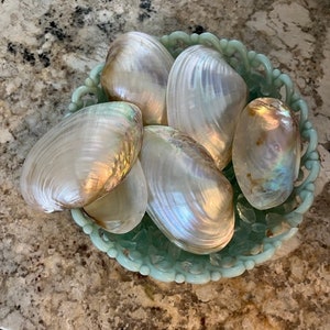 Beach Decor White Pearlized Clam Shell Halves (3 Pcs) - Polished Clam ...