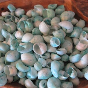 Emerald Green Dyed Bubble Shells (25) - Craft Shells - Coastal Home ...