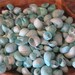 Emerald Green Dyed Bubble Shells (25) - Craft Shells - Coastal Home ...