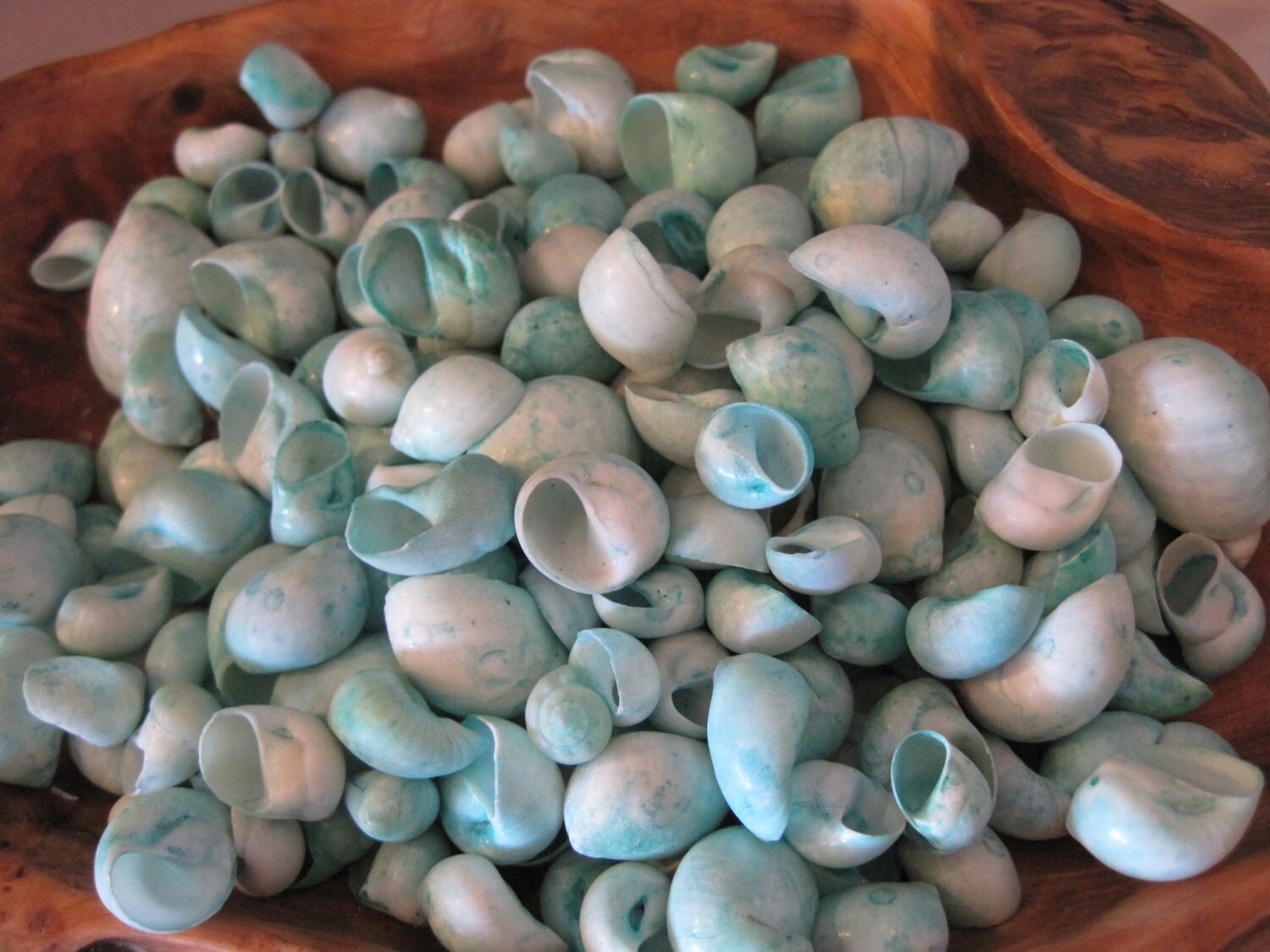 Emerald Green Dyed Bubble Shells 25 Craft Shells Coastal - Etsy