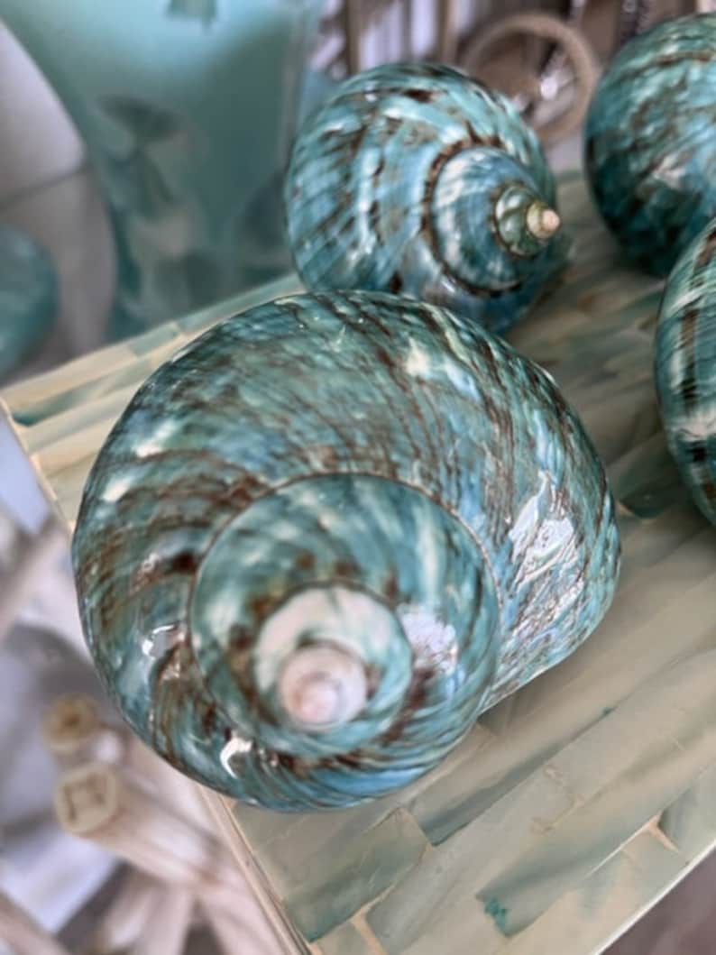 Beach Decor Turquoise Snail Shell Turbo Snail Shell - Etsy