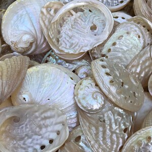 Imperfect Bulk Abalone Shells - Bulk Abalone Shells - Seashell Supply ...