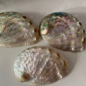 Beach Decor Silver Abalone Shells (3 Pc) - Pearlized Abalone Shells ...
