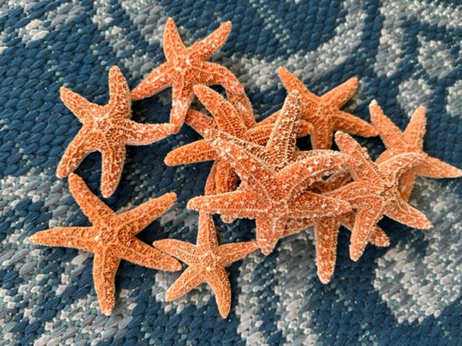 Small Sugar Starfish 2 3 6 PC Starfish Seashells - Etsy