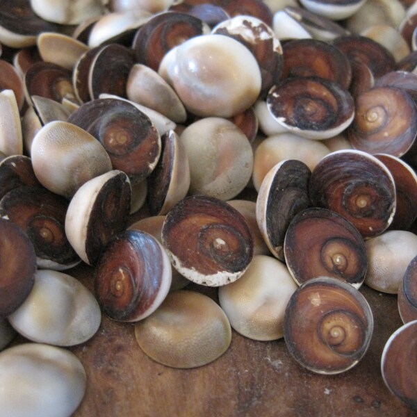 Cat Eye Shells - Etsy