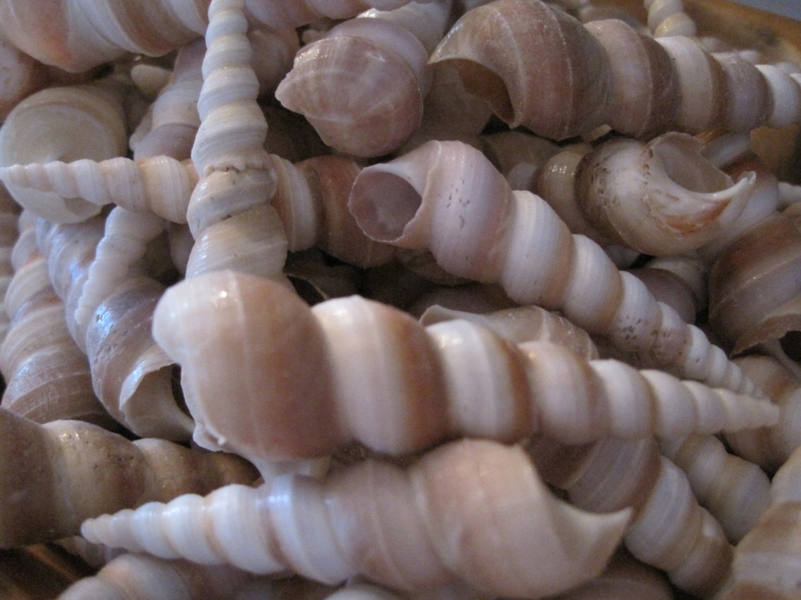 Seashells Purple Turritella 10 Shells Seashell Supply - Etsy