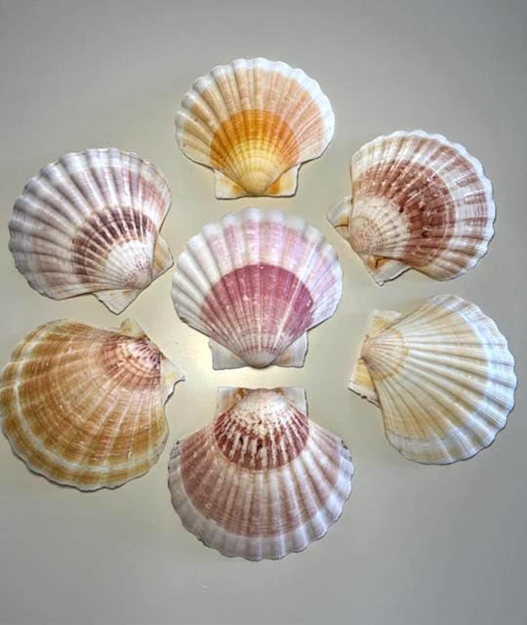 Colorful Natural Scallop Shells (3 PC)- Pectin Shells - Seashells for ...