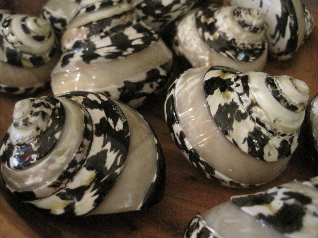 Beach Decor - Magpie Banded Shells (3) - Turbo Shell - Seashell Supply ...