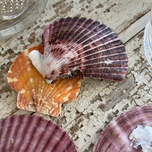 Imperfect Pectin Scallop Shells (12 PC)- Seashells - Beach Decor ...