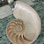 Cebu Beauty Shells 25 Coastal Home Decor Seashells Seashell Supply ...