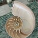 Cebu Beauty Shells 25 Coastal Home Decor Seashells Seashell Supply ...