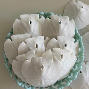 Sand Dollars - Large Arrowhead Sand Dollars (10) - Beach Decor ...