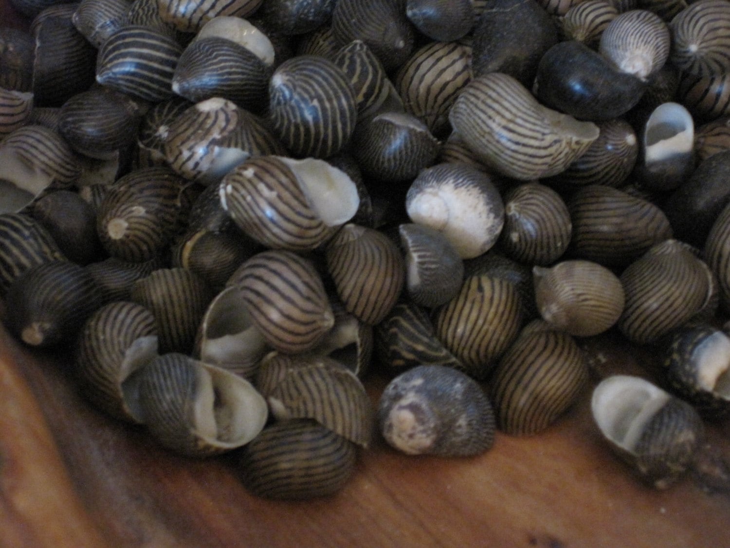 Mixed Nerita Columbella Snails (50) - Coastal Home Decor - Seashells ...