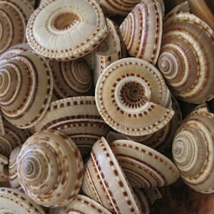 Sundial Seashells (10 PC) - Brown Swirl Shells - Seashell Supply ...