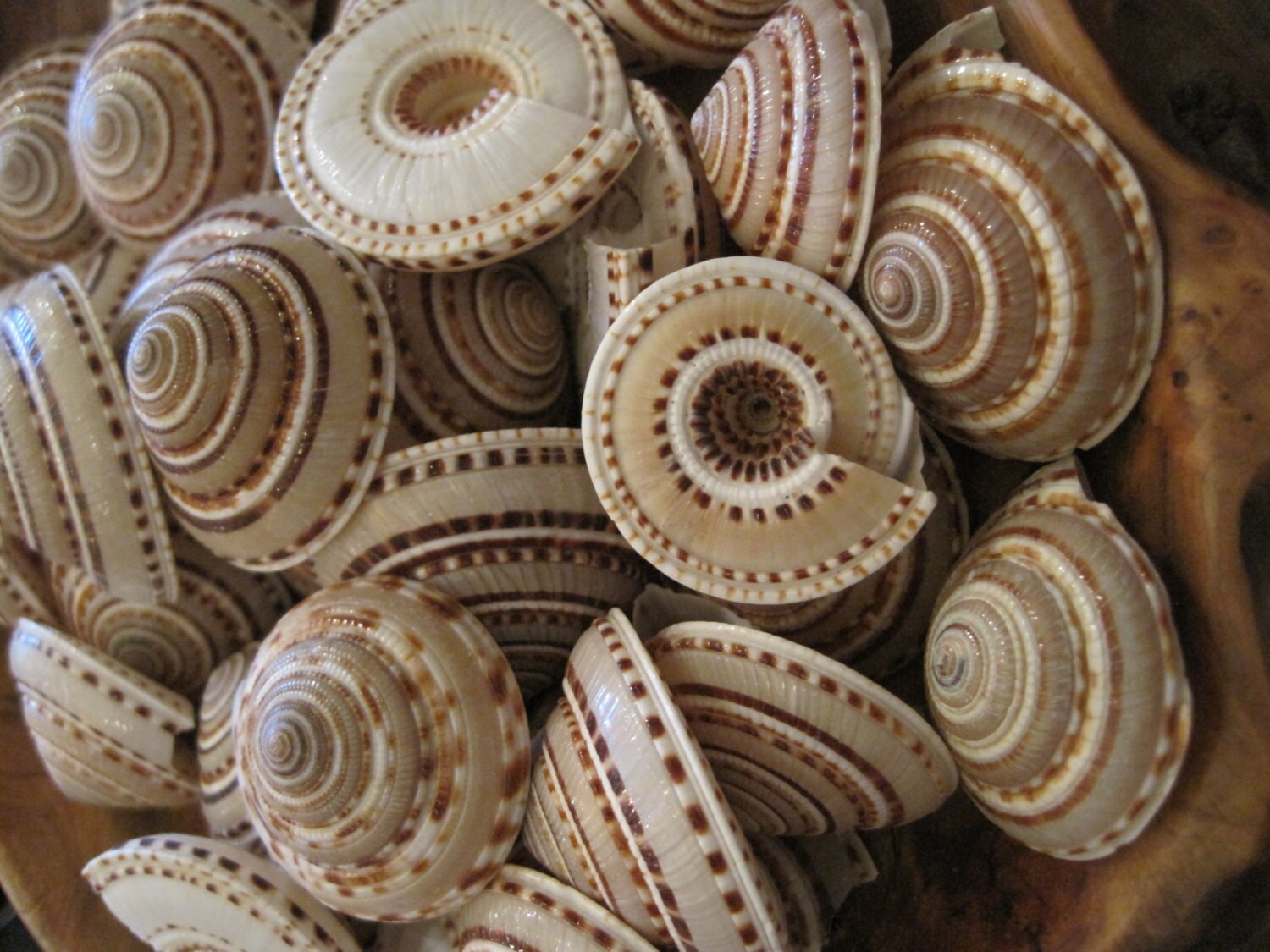 Sundial Seashells (10 PC) - Brown Swirl Shells - Seashell Supply ...