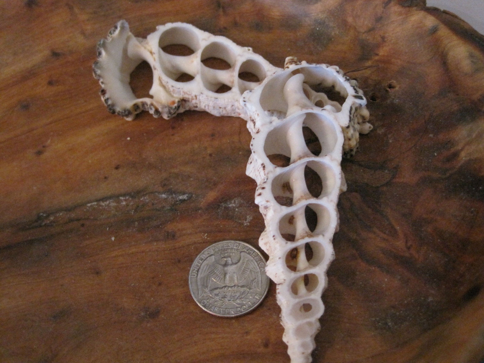 Cross Cut Cerithium Shells (6) - Assorted Shells - Coastal Home Decor ...