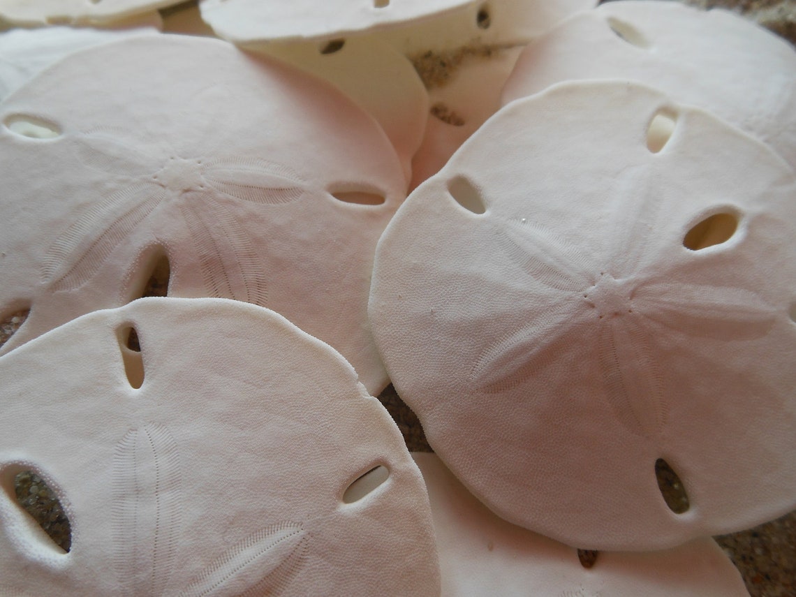 Medium Sand Dollars - Set of 10 (2" - 2.5") - Mini Sand Dollars ...