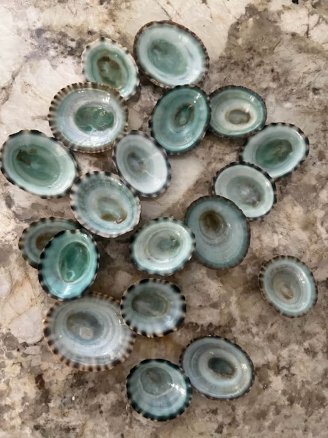 Beach Decor Blue Green Limpet Shells 25 Seashell Supply - Etsy