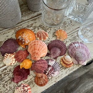 Imperfect Pectin Scallop Shells (12 PC)- Seashells - Beach Decor ...