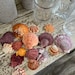 Imperfect Pectin Scallop Shells 12 PC Seashells Beach Decor Wholesale ...