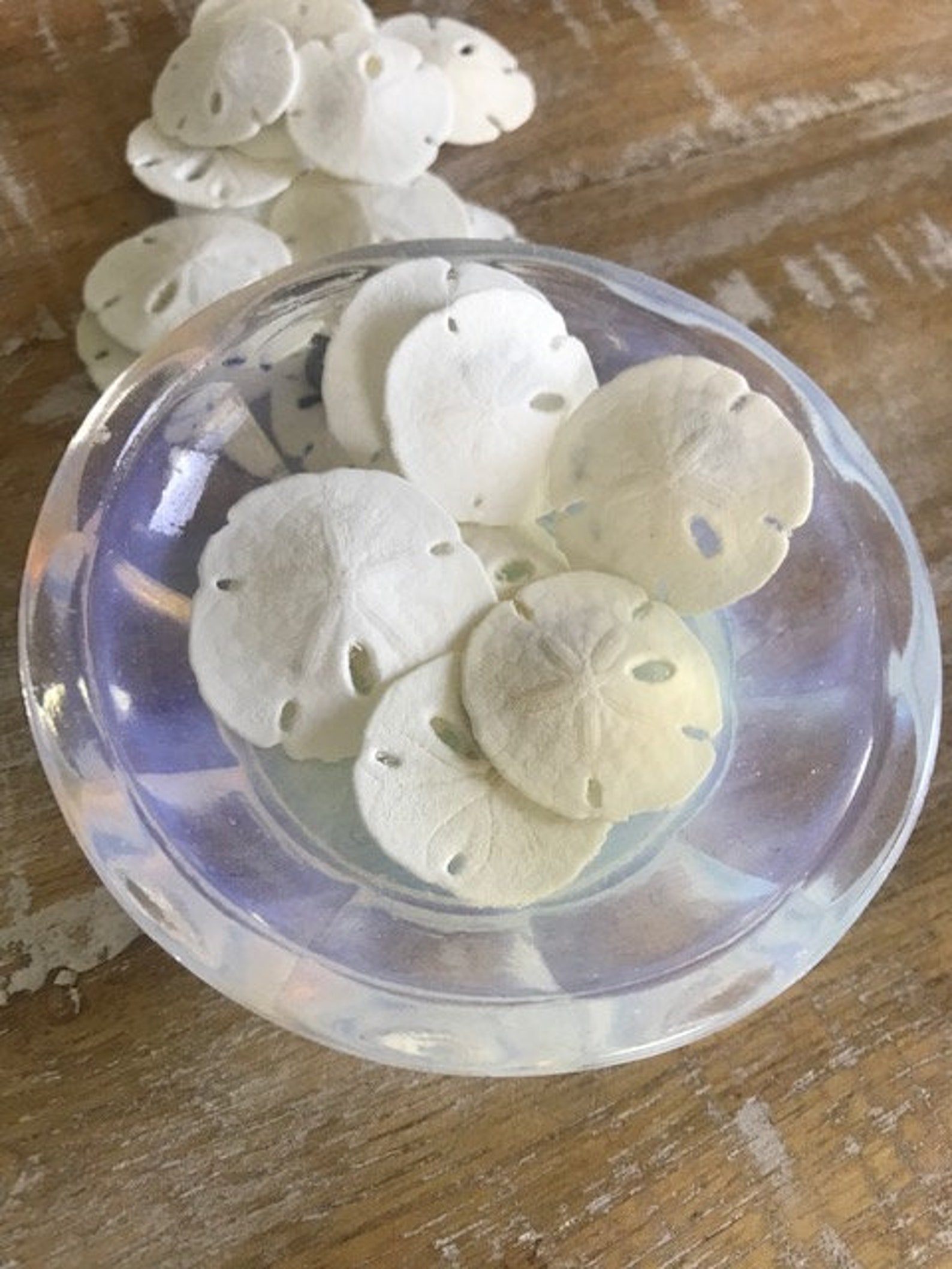 20 Extra Tiny Sand Dollars - Seashell Supply - Extra Tiny Sand Dollars ...