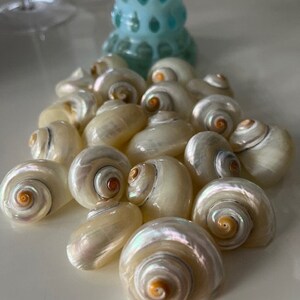 Cinnerus Pearl Seashells (6 Pcs) - Turbo Shells - Pearlized Shells ...