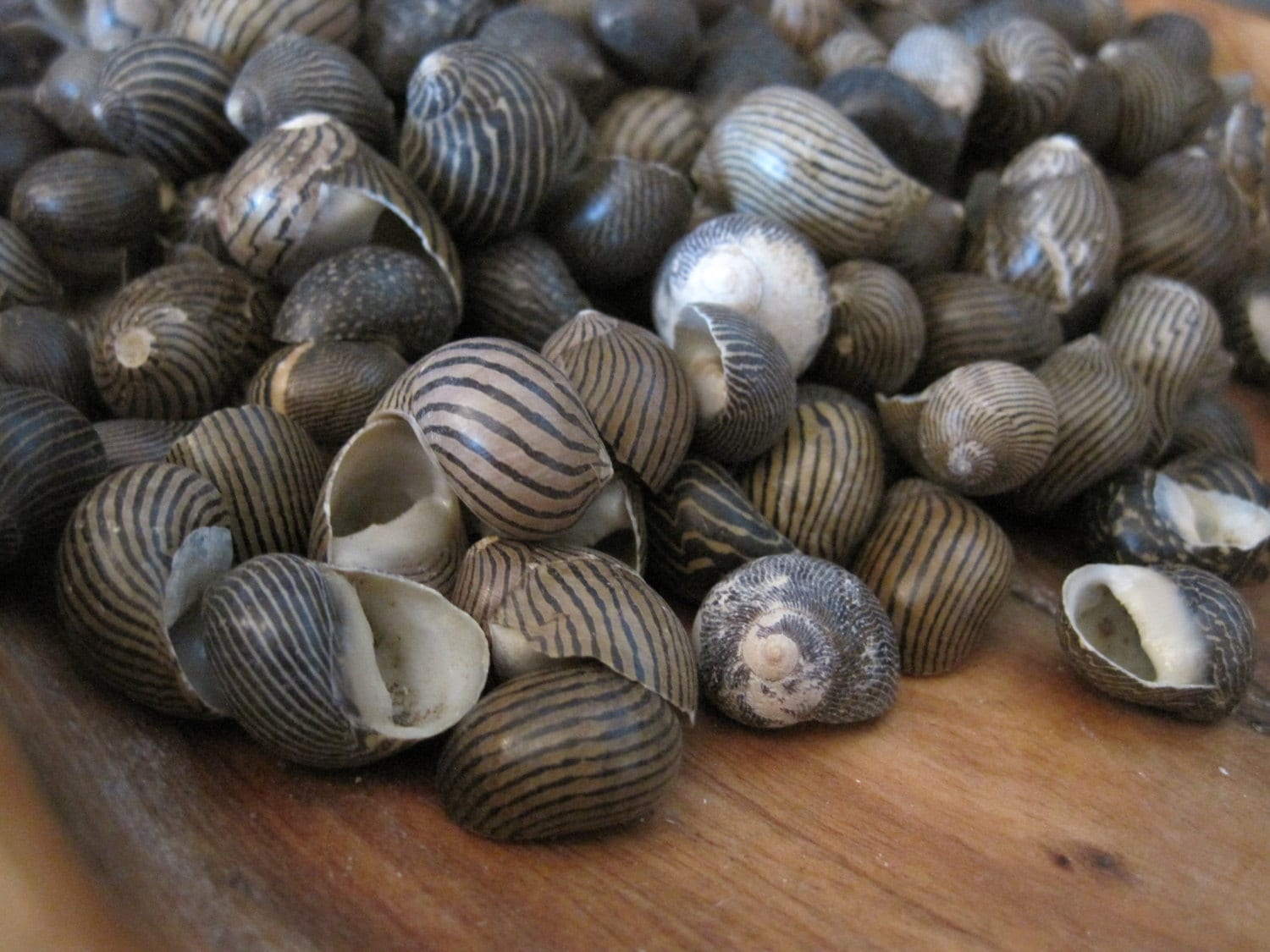 Mixed Nerita Columbella Snails (50) - Coastal Home Decor - Seashells ...