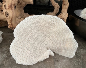 Beach Decor Table Coral Coral Seashells Beach Decor Coastal Home Decor ...
