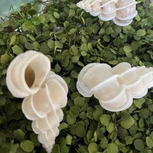 Rare XL Precious Wentletrap Seashell (2 1/4" - 2.5") -extra Lg Specimen ...