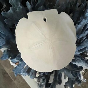 Sand Dollars - Large Arrowhead Sand Dollars (10) - Beach Decor ...