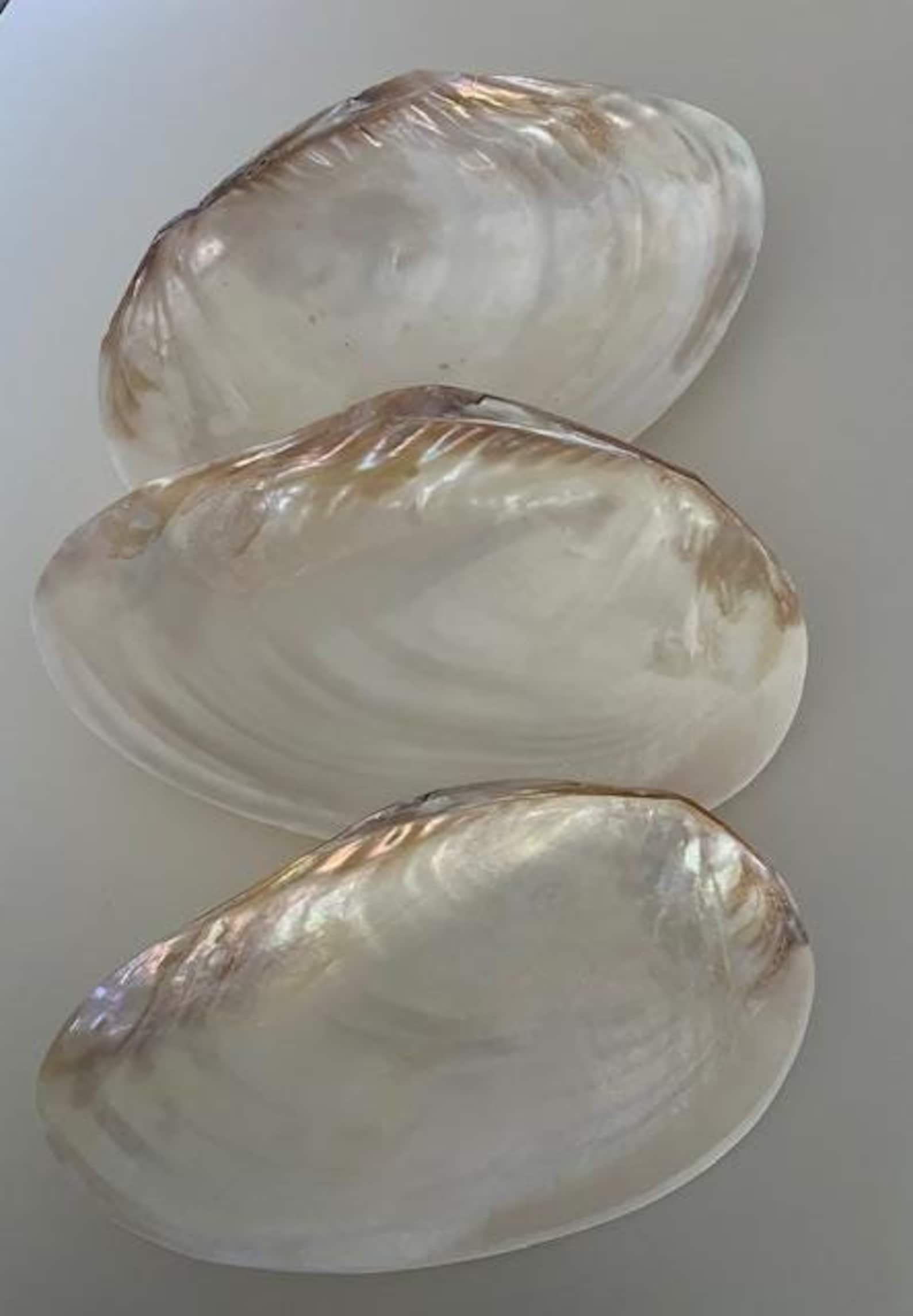 Extra Large Polished Mother of Pearl Clam Shell 9" - 10" - Beach Decor ...