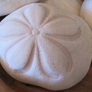 Large Sea Biscuits (2 PC) - Large Sand Dollars - Seashell Supply ...
