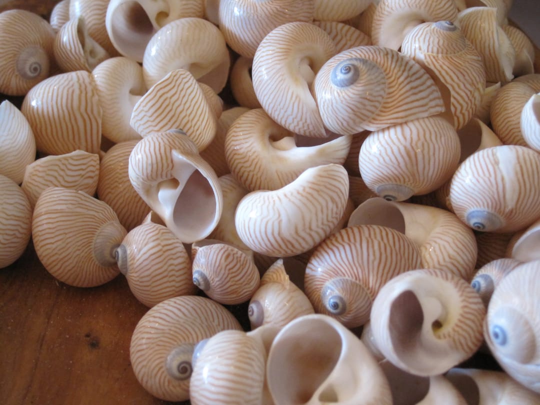 Tigrina Snail Seahells (12) Snail Shells - Seashell Supply - Beach ...