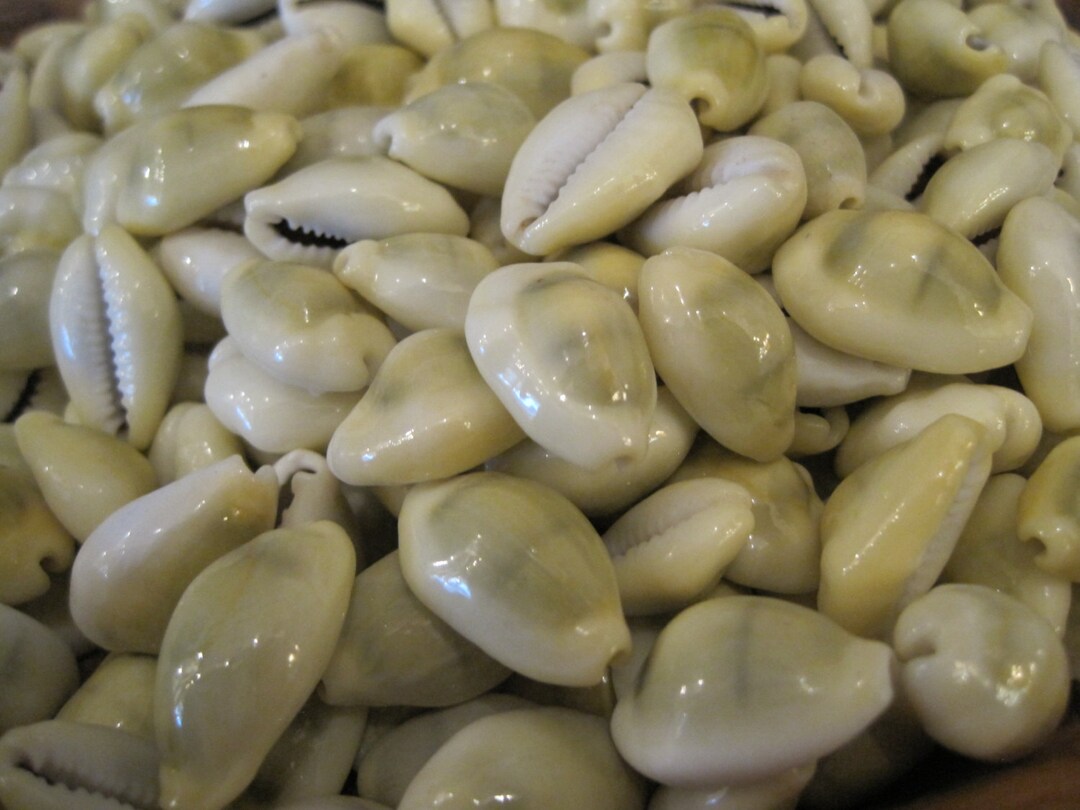 Yellow Cowries (25 PC) - Seashell Supply - Money Cowries -coastal Home ...