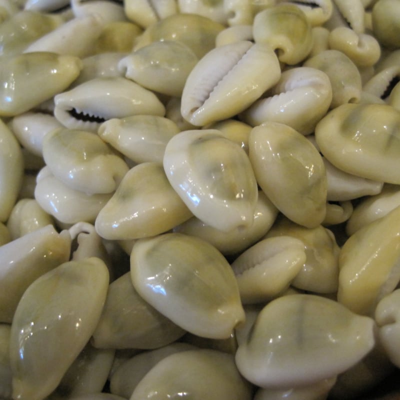 Cowrie - Etsy
