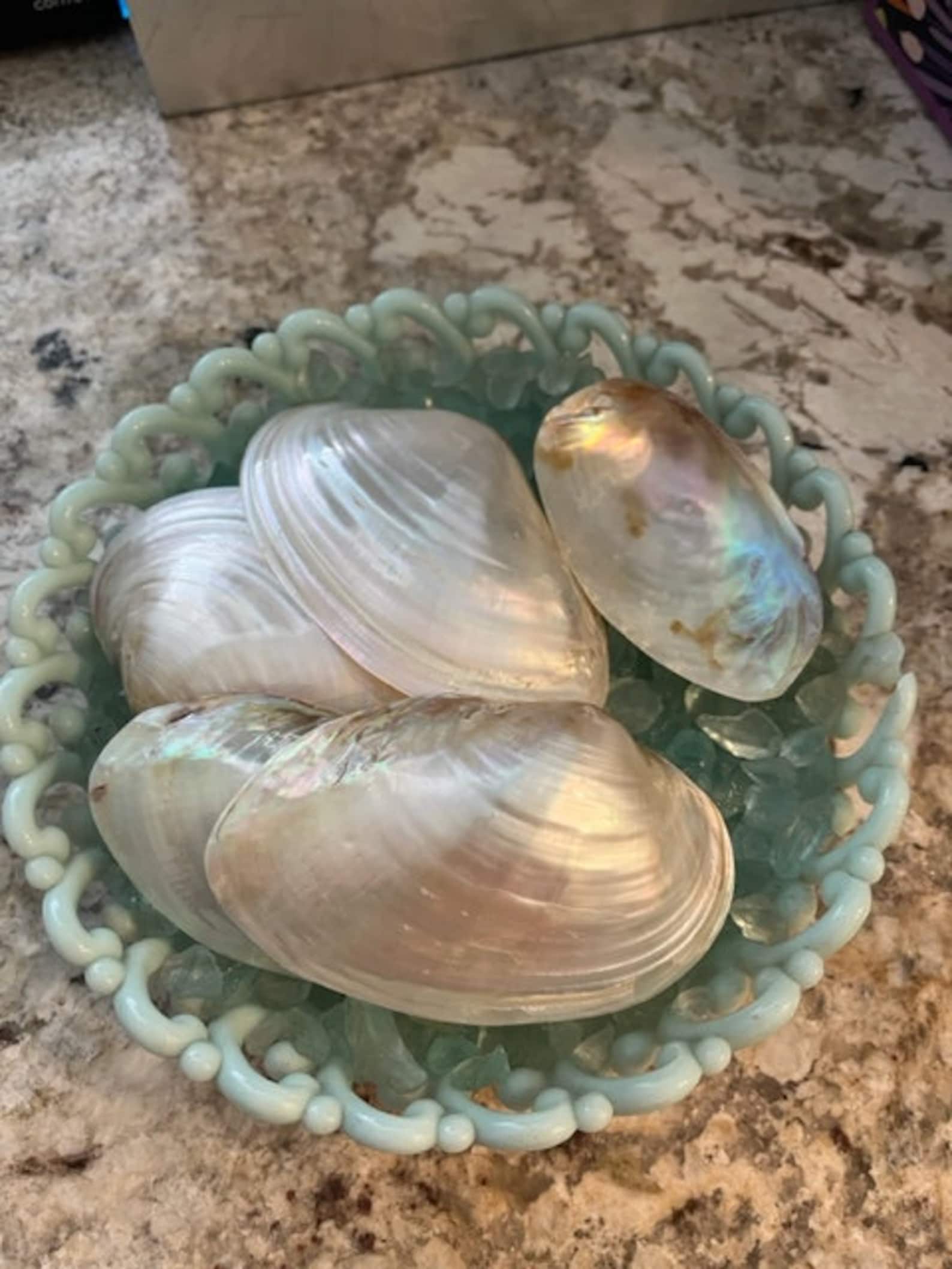Beach Decor White Pearlized Clam Shell Halves 3 Pcs Polished Clam ...
