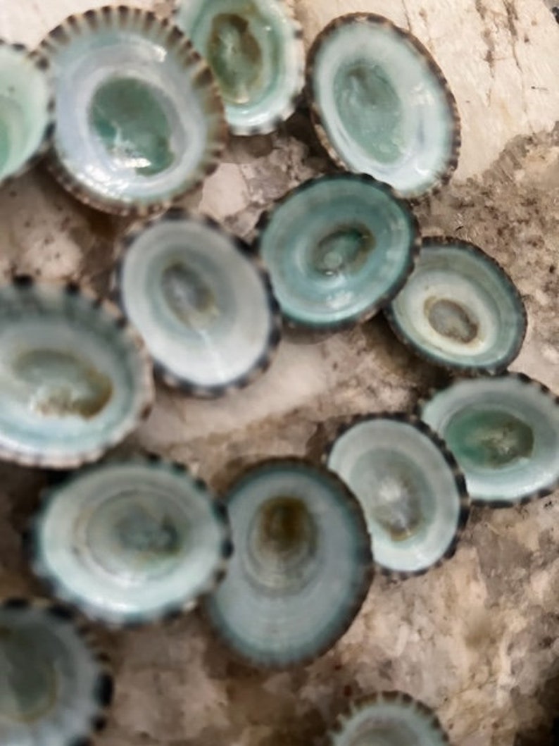 Beach Decor Blue Green Limpet Shells 25 Seashell Supply - Etsy